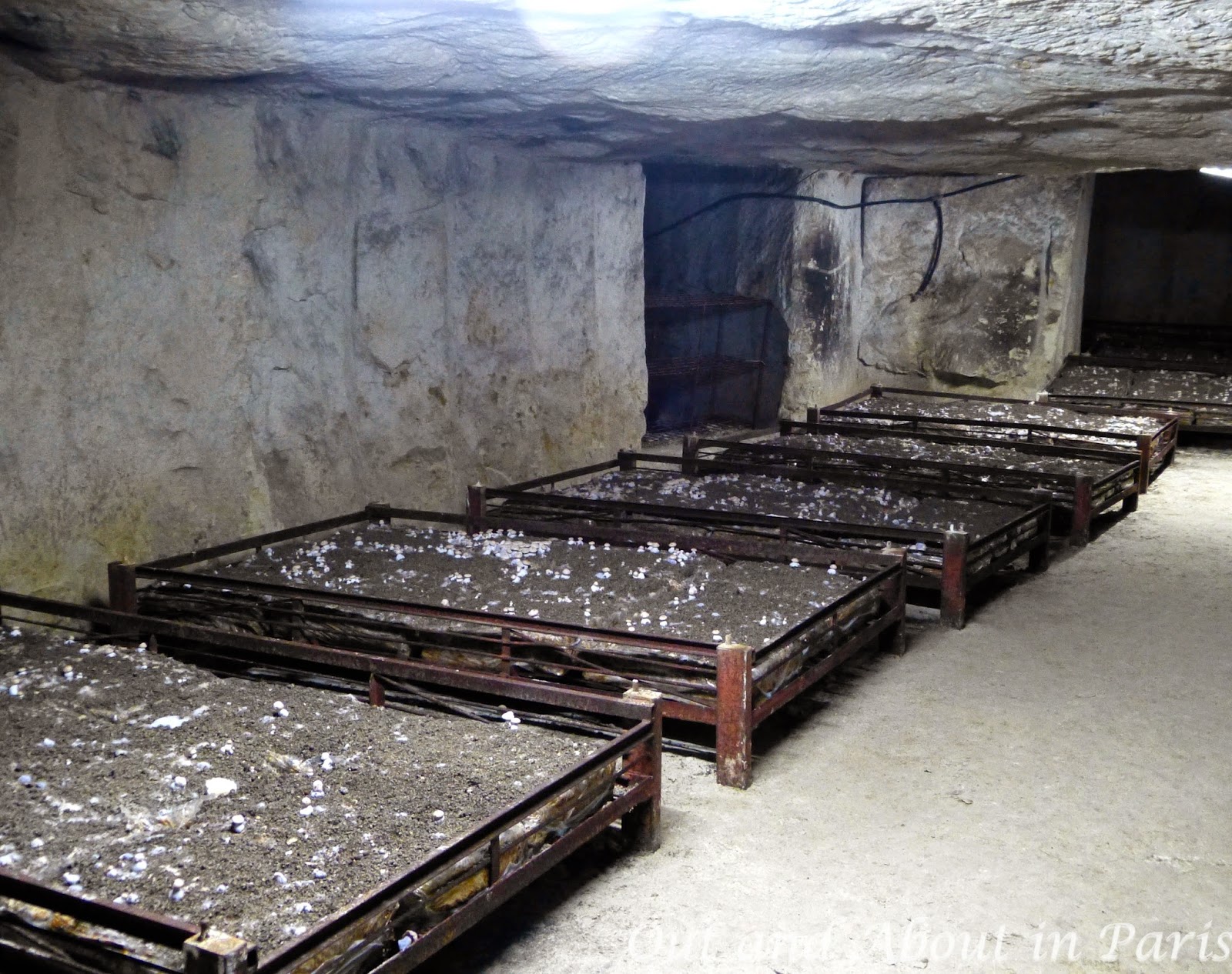 What grows 50 meters underground in the Cave des Roches? Pied bleu ...