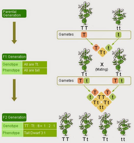 Bunyi HUkum Mendel I dan Mendel II | Tau Lolonna Butta Toa (Bantaeng)