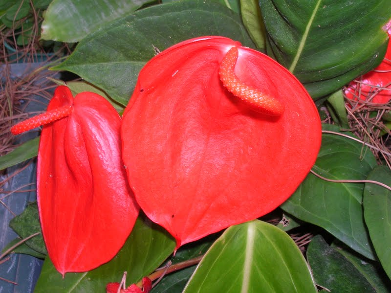 Recregarden: ANTHURIUM SP.