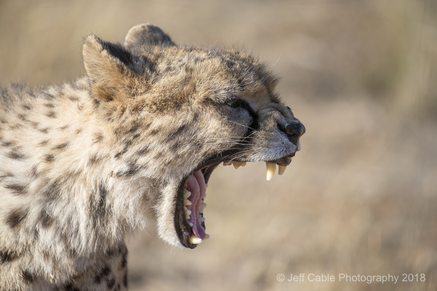 Jeff Cable's Blog: Photographing the big cats of Namibia