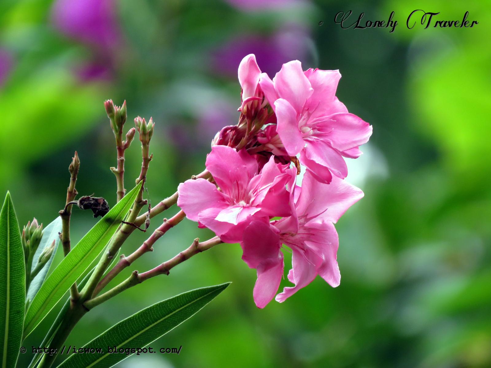 Oleander flower - Nerium oleander