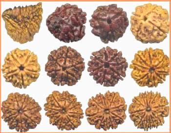 Somesh's AstroWorld: Rudraksha for various Rashi's