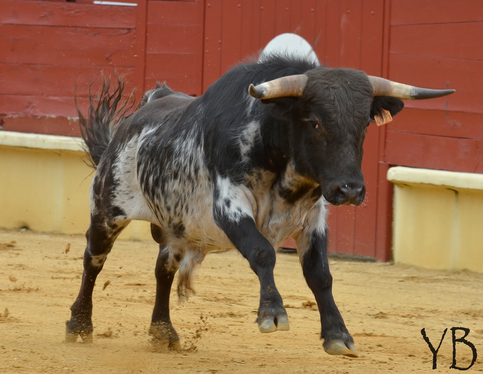 Bienvenue sur Yann BRIDONNEAU photographies.: NOVILLADA DE MALABAT A ...