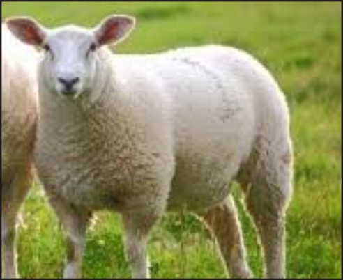 Inspirasi 24+ Gambar Daging Domba