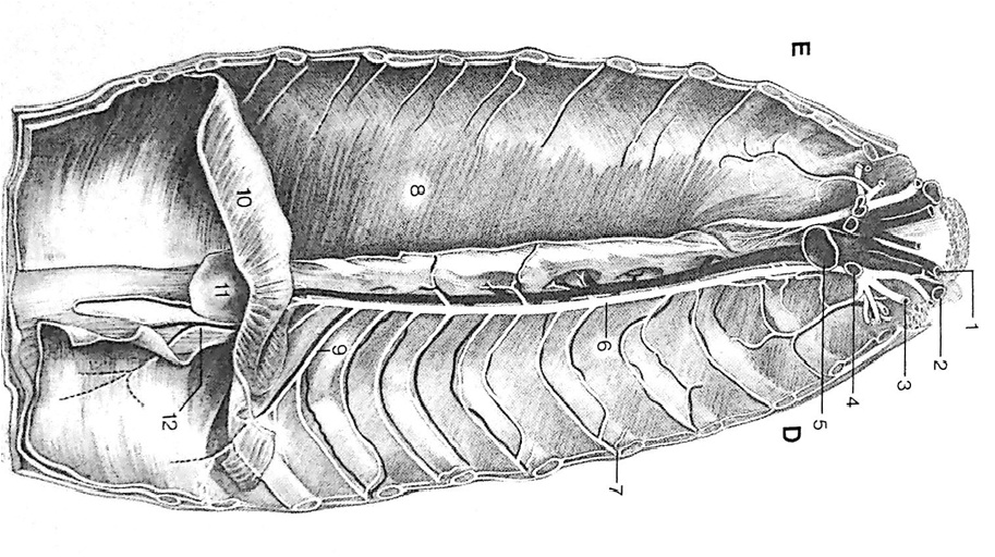 Medicina Veterinária: ANATOMIA TOPOGRÁFICA - O TÓRAX