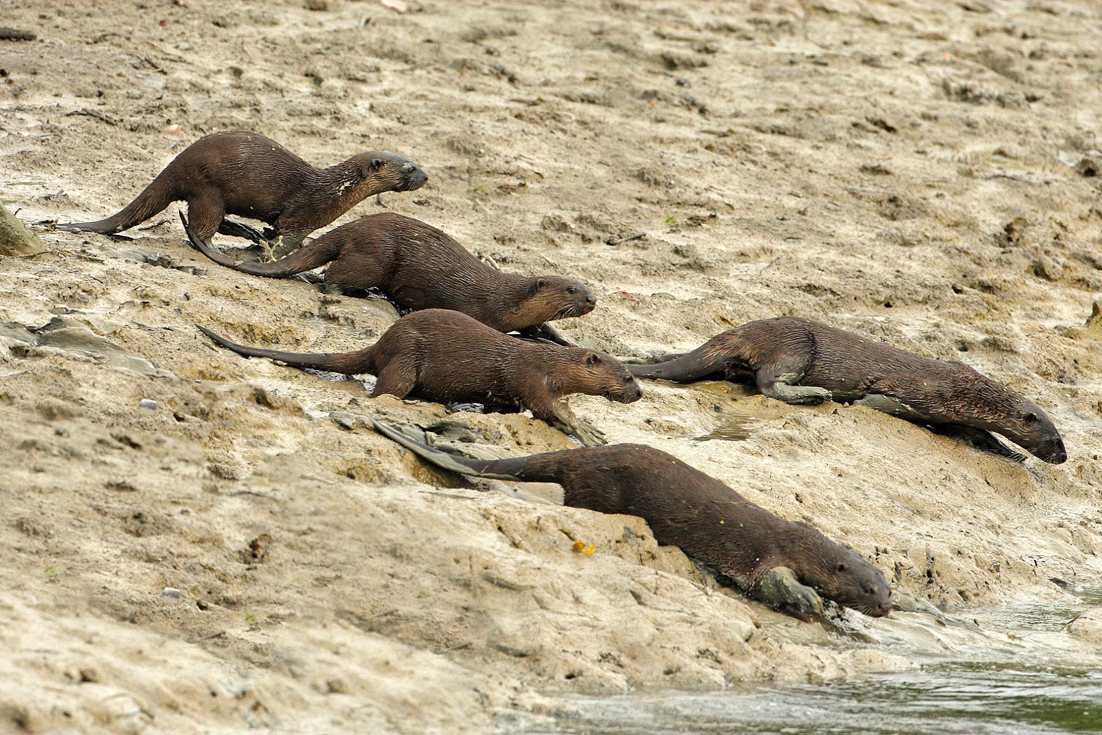 Smooth-coated Otters