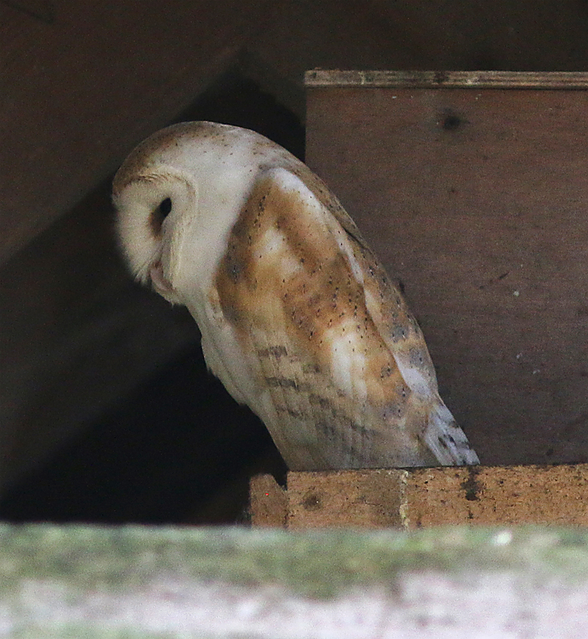 Kerry Birding: Ireland's oldest Barn Owl still alive, near Tralee