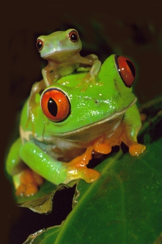 iPhoneZone: 20+ Most Beautiful Examples of Frog Wallpapers for iPhone