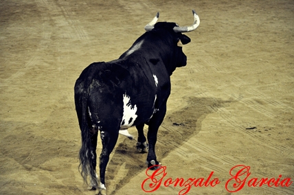 fotos taurinos gonzalo garcia barbon: LA NOCHE DE TORO MEDITERRANEO Y ...