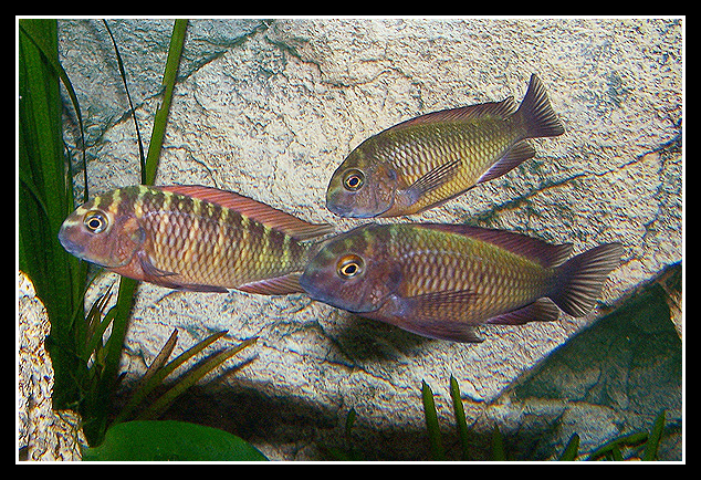 Fish Pictures: The blunthead cichlid - Tropheus moorii