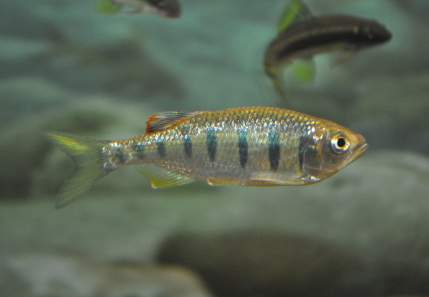 ZOOTOGRAFIANDO (6.100 ANIMALS): BARBO DE MACKEREL (Opsarius pulchellus)