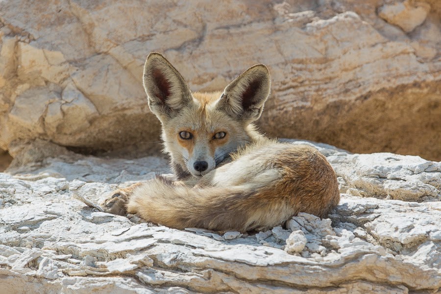 Birds of Saudi Arabia: Winter Arabian Red Fox – Dhahran Hills
