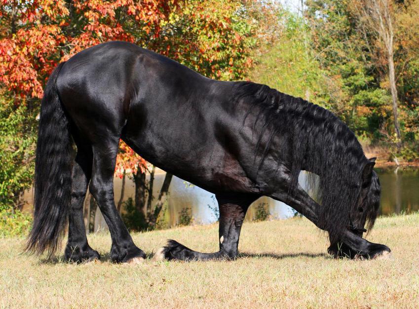 Visiones: Sementales