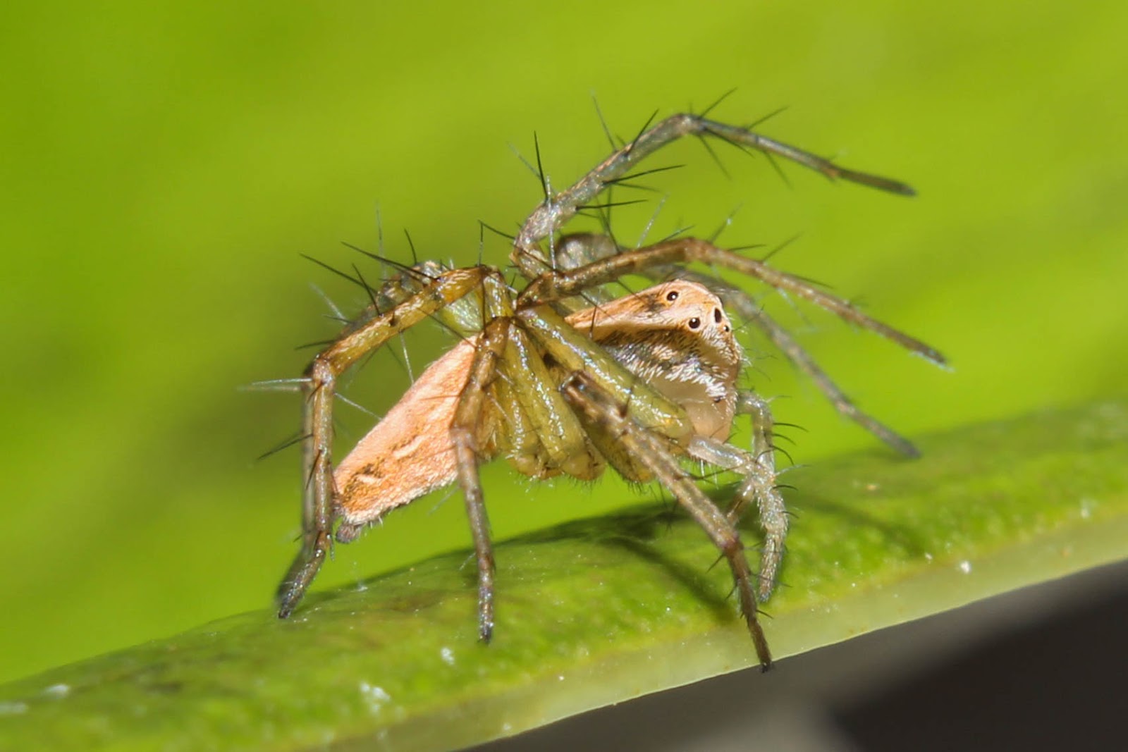 Biodiversity of Cyprus by NGO Protection of the Natural Heritage and ...