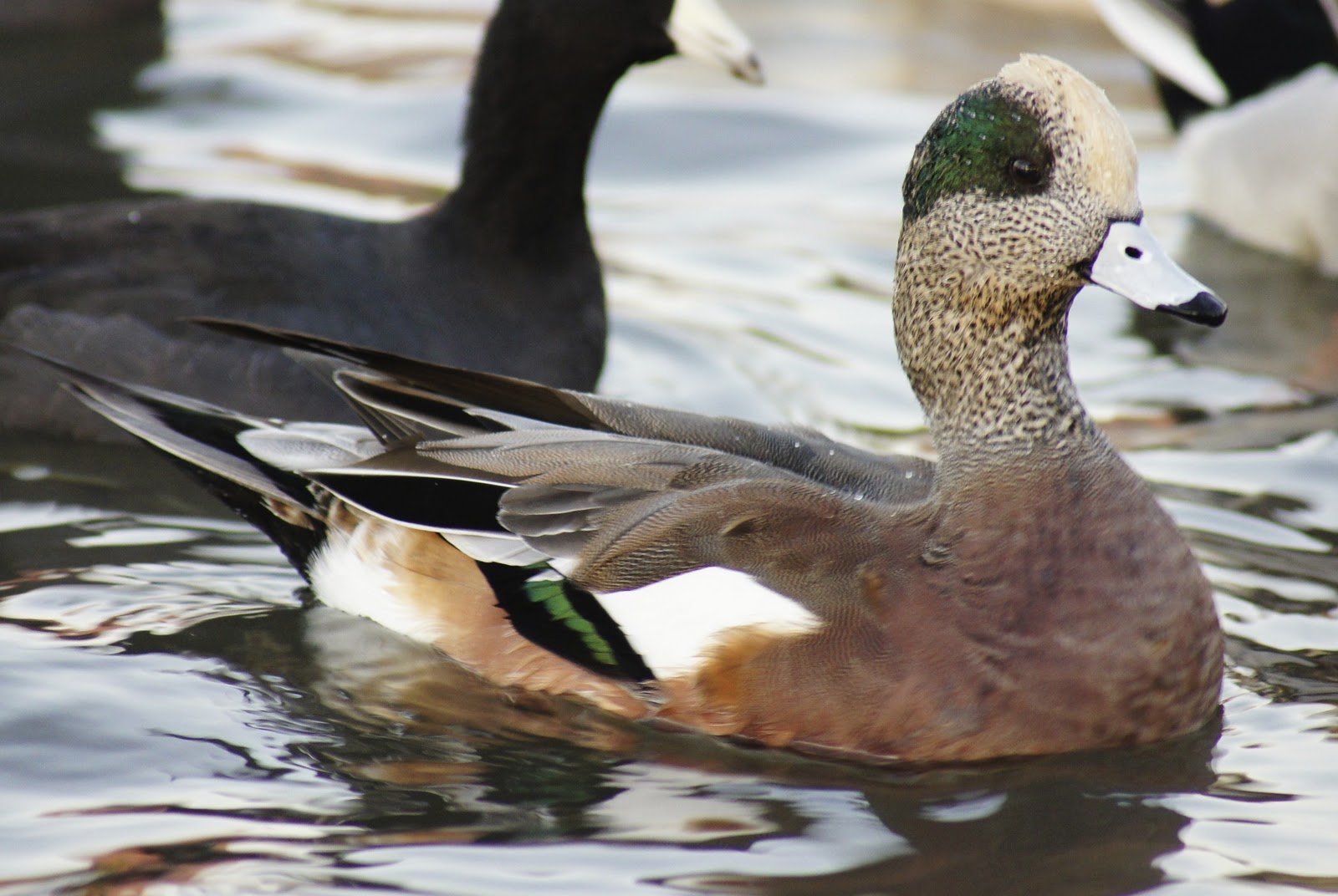 Butler's Birds: American Wigeon