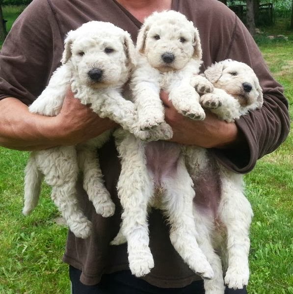 Welcoming a Komondor Puppy! | Dans le Lakehouse