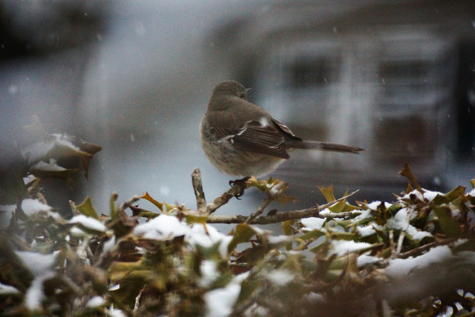 The Greenbelt: Snowbirds