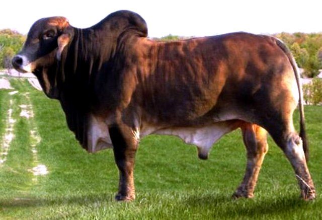 TIRAKAT MANDIRI: Jenis dan Nama Sapi