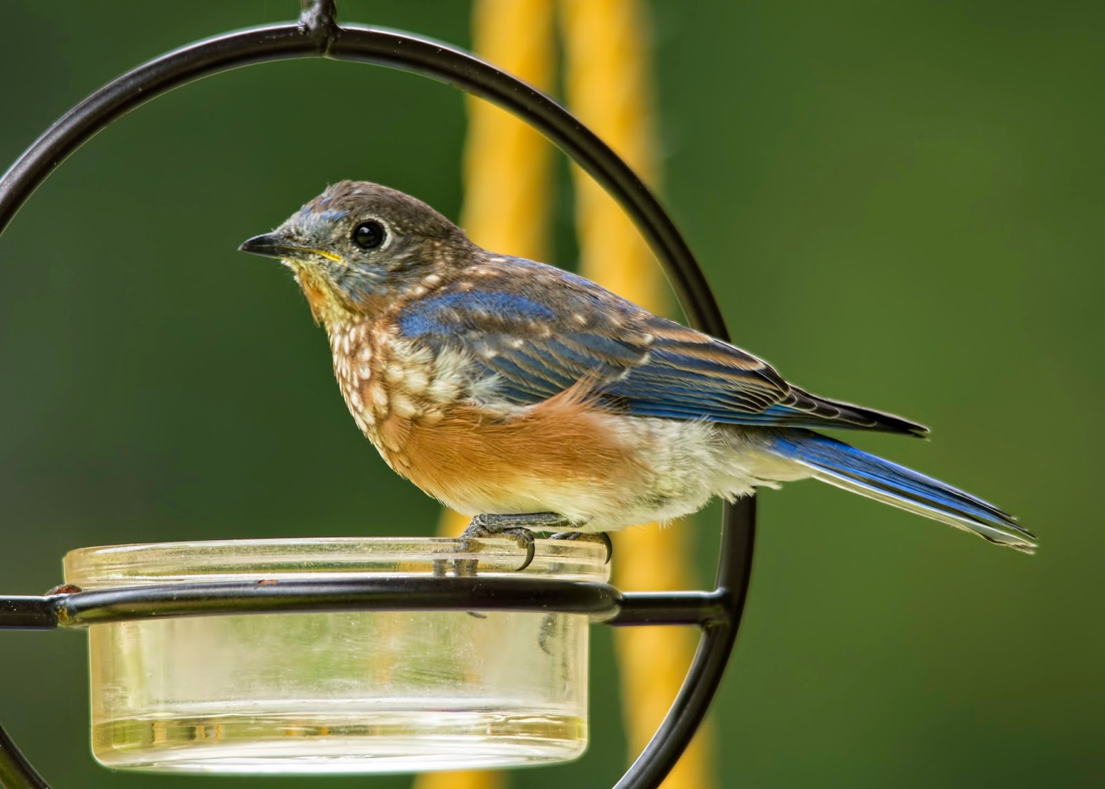 Raising an Eastern Bluebird: Coordinated Hunting