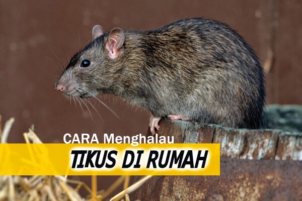 7 Cara Paling Berkesan Menghalau Tikus Di Rumah! | RINGKAS TAPI SEDAP