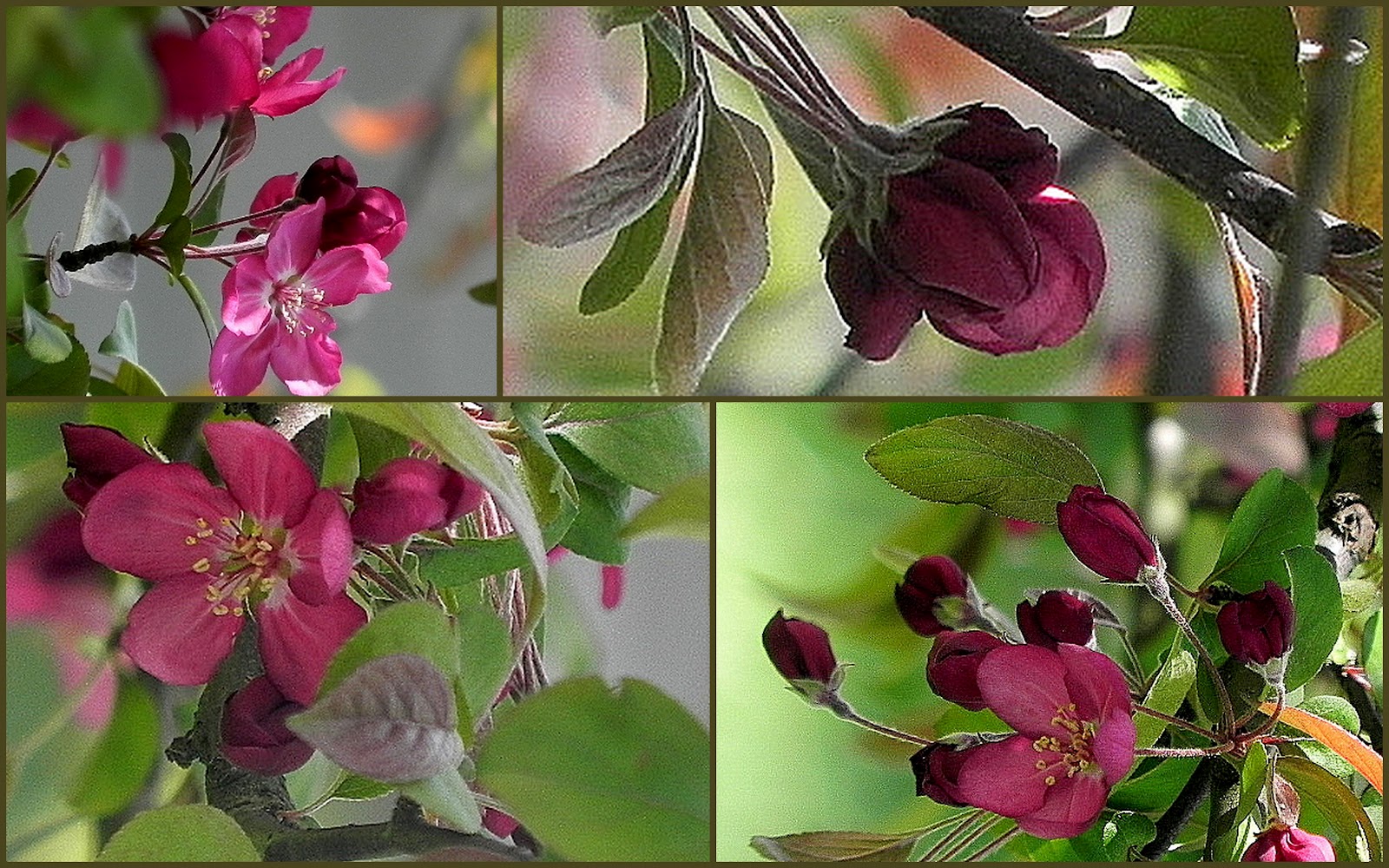 My Five Men: Purple Crab Apple Tree