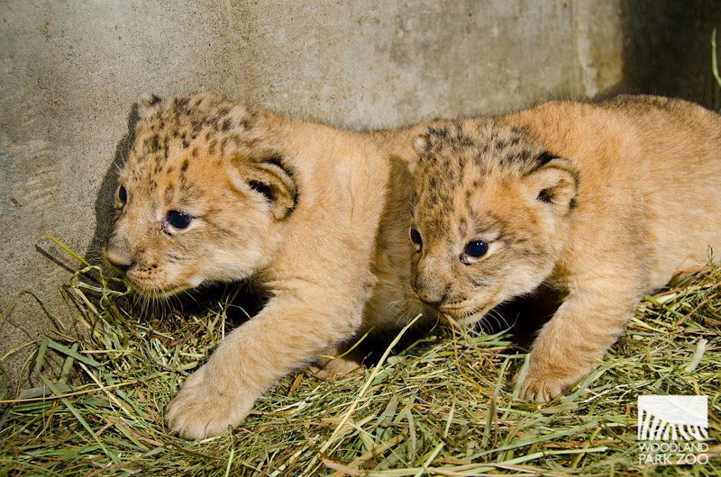 Behind the scenes with the lion babies