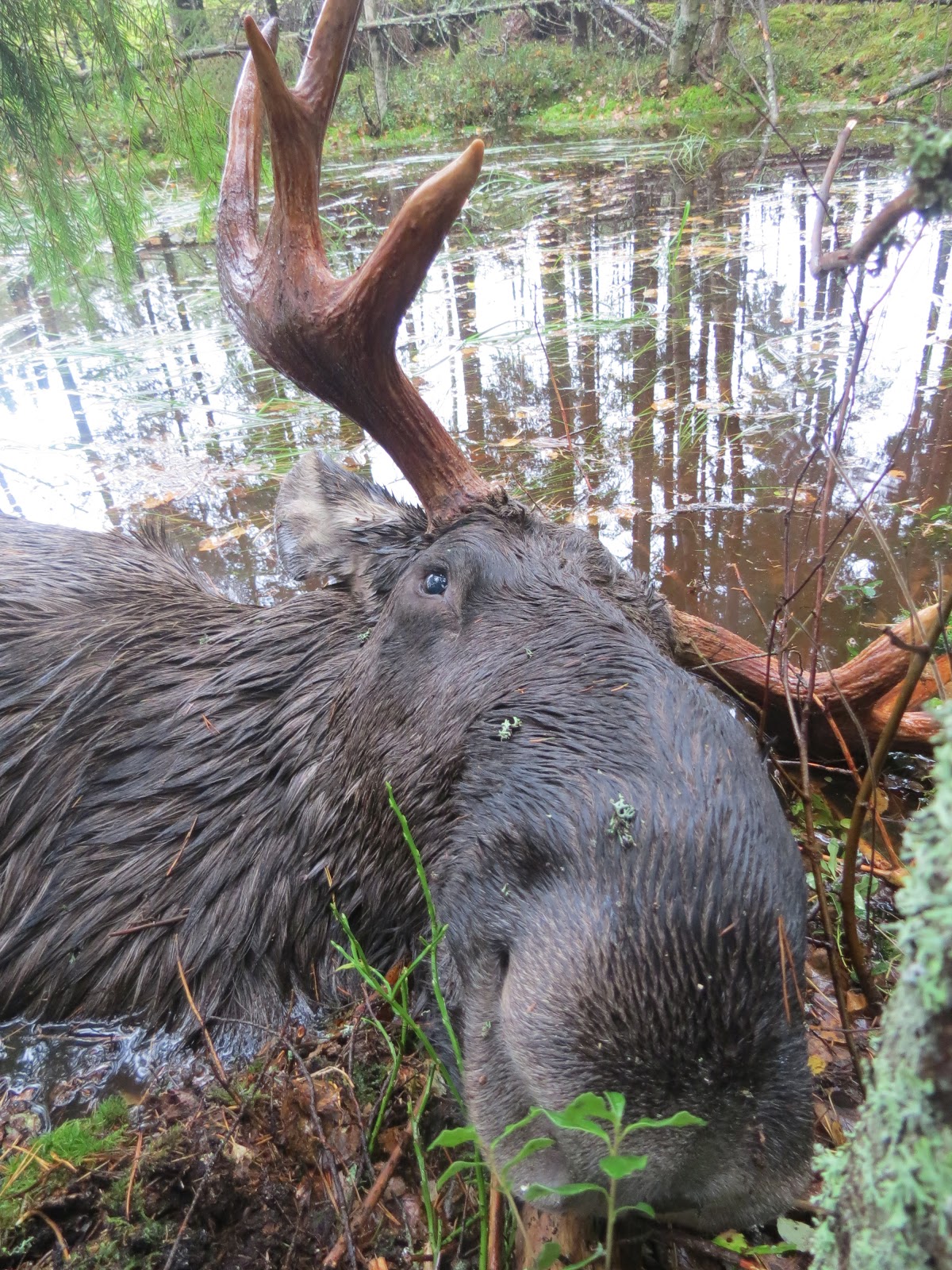 Leap of Leopards: Moose, Meeses, Mouses?