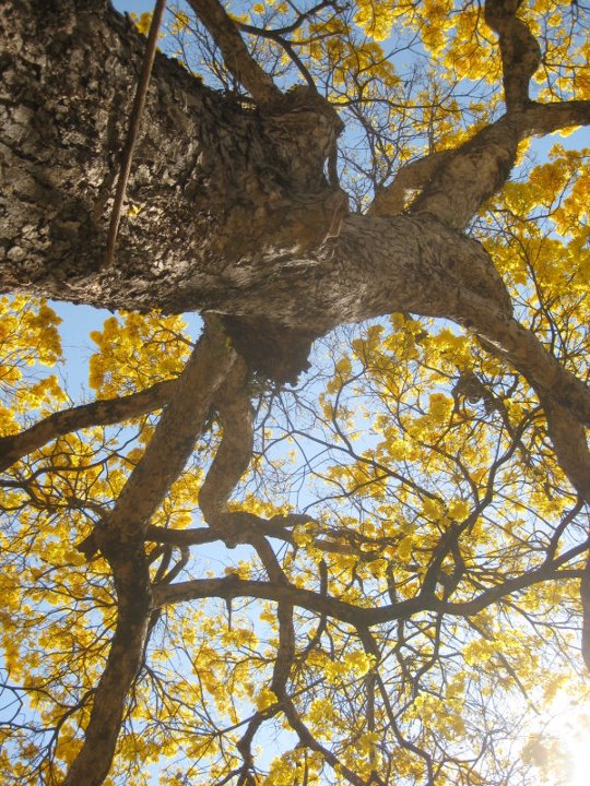 The sun only sets once in a day!: i taght I taw a Ipe Tree