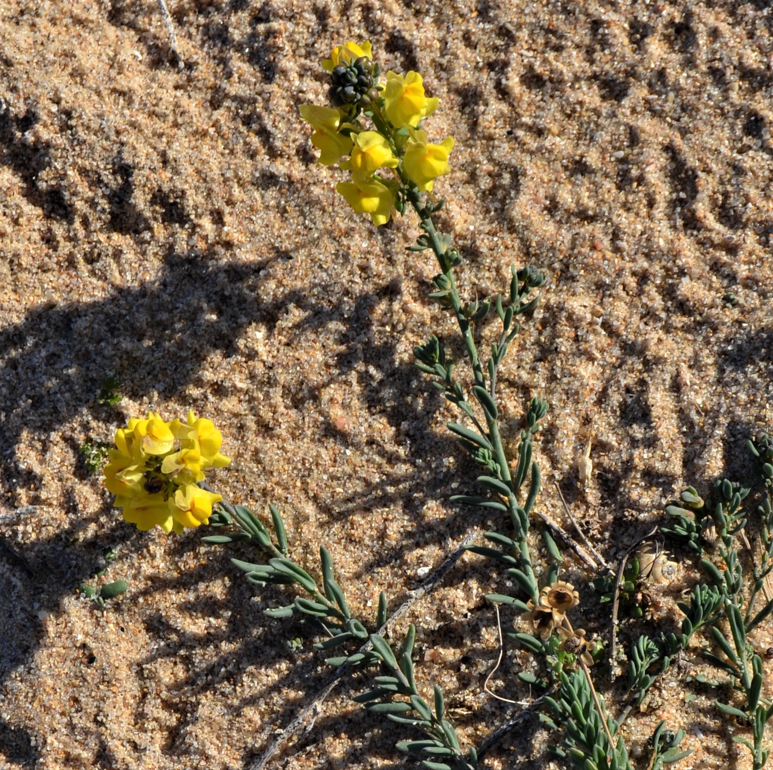 Plantas: Beleza e Diversidade: Recapitulando: Ansarina-da-praia ...