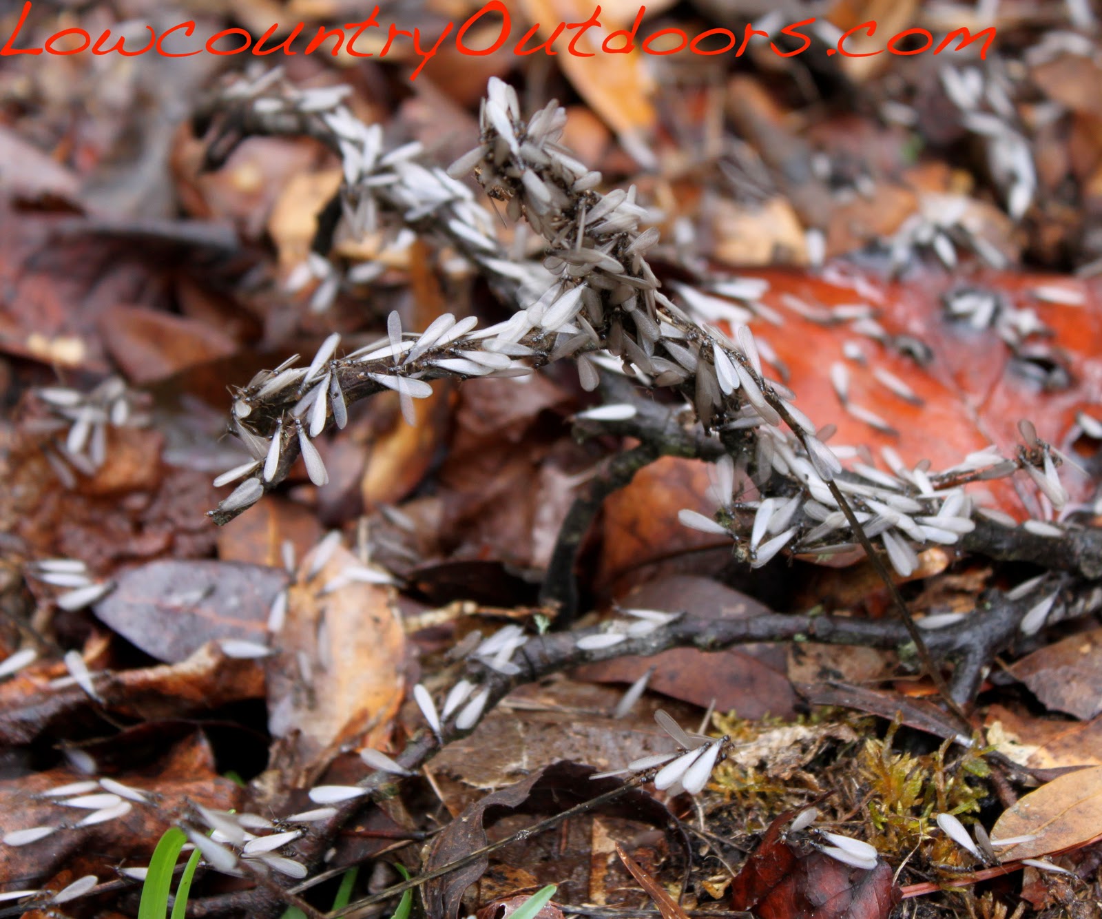 Lowcountry outdoors: Field Notes and Photos - October 2011