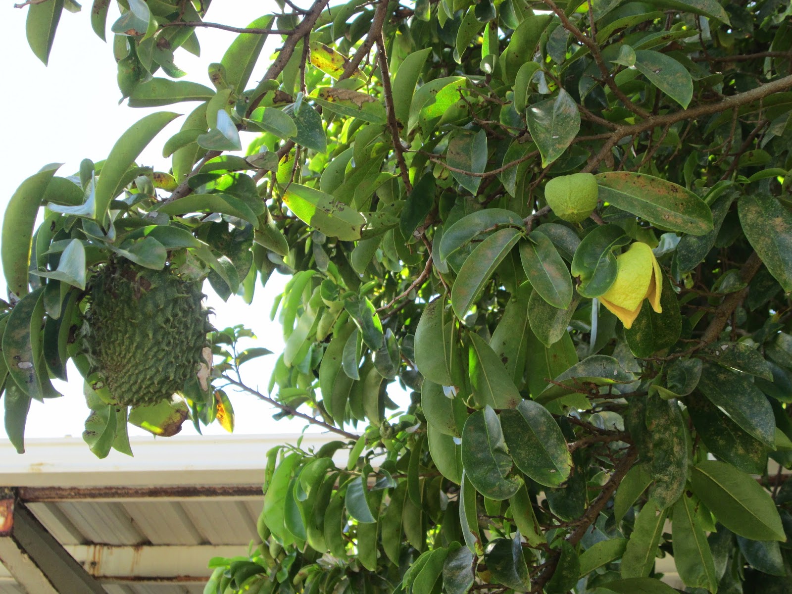 Garden Notes from Hawaii: SOURSOP (Annona muricata)