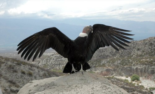 Un condor - Imagui