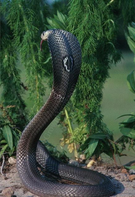 Monocled Cobras ~ Venomous Snakes