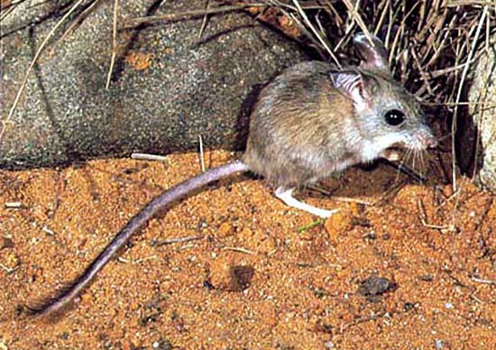 Variety of Life: Notomys