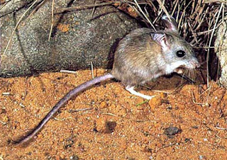 Variety of Life: Notomys