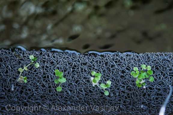 HIGH RANCHU: WATERCRESS? WHY NOT?!