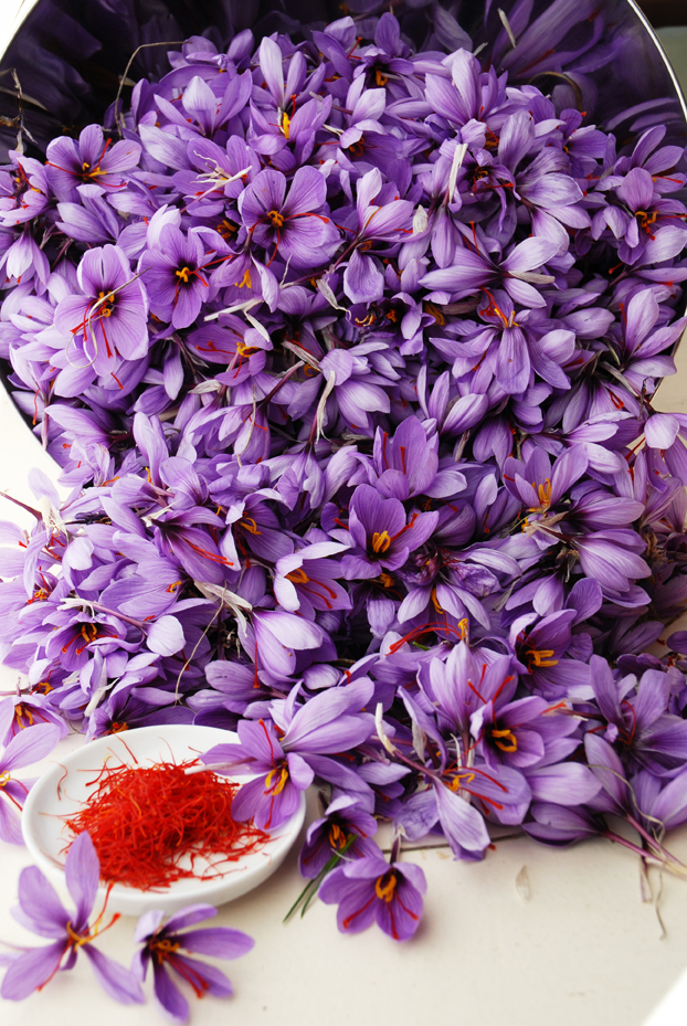 ellen wollen: St.Lucia - og historien om et av verdens sjeldneste og ...