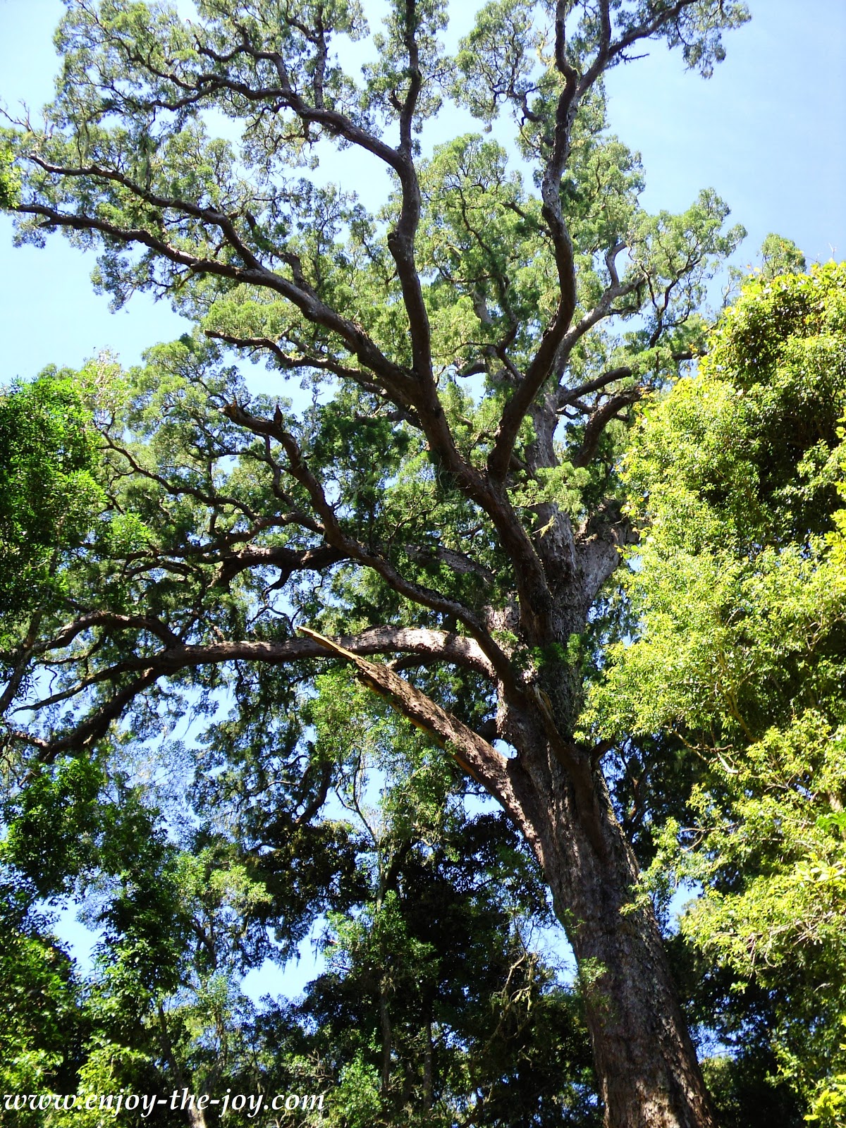 Travel-Nature-Blog: Tsitsikamma Big Tree