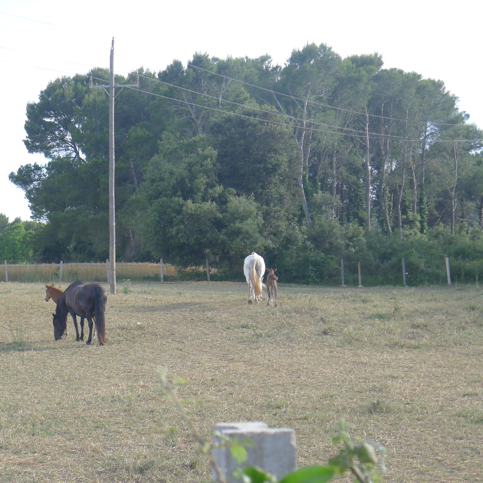 el blog d'en joan vilardell: Ha nascut un poltre