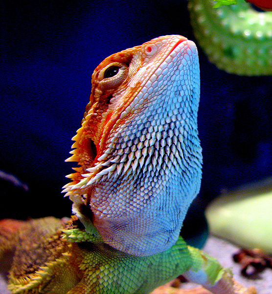 Animales en el Planeta: Dragón barbudo (Pogona vitticeps)