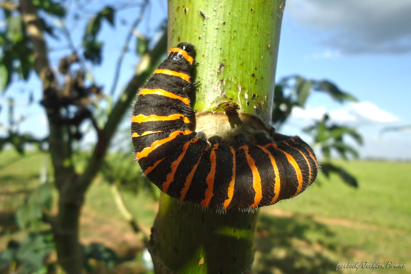 Predador de Imagens: MANDRUVÁ - Larva da Mariposa