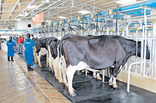Menjana Arah Tuju Sendiri: Ladang Lembu Tenusu Terbesar Asia Tenggara