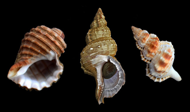 MALACOLOGÍA MEDITERRÁNEA: Ranellidae