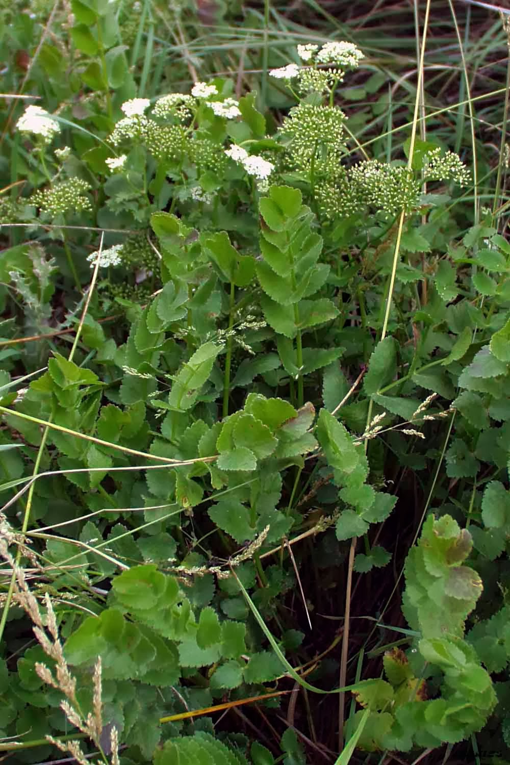 Las flores silvestres de Hormaza: Berula erecta