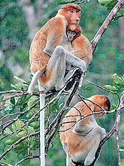E-Borneo.Com - Travel Borneo Blog: Proboscis Monkeys cling to precious ...