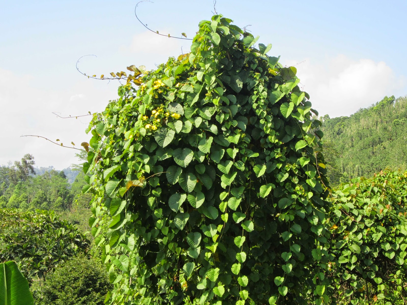 Mantangan (Merremia peltata)