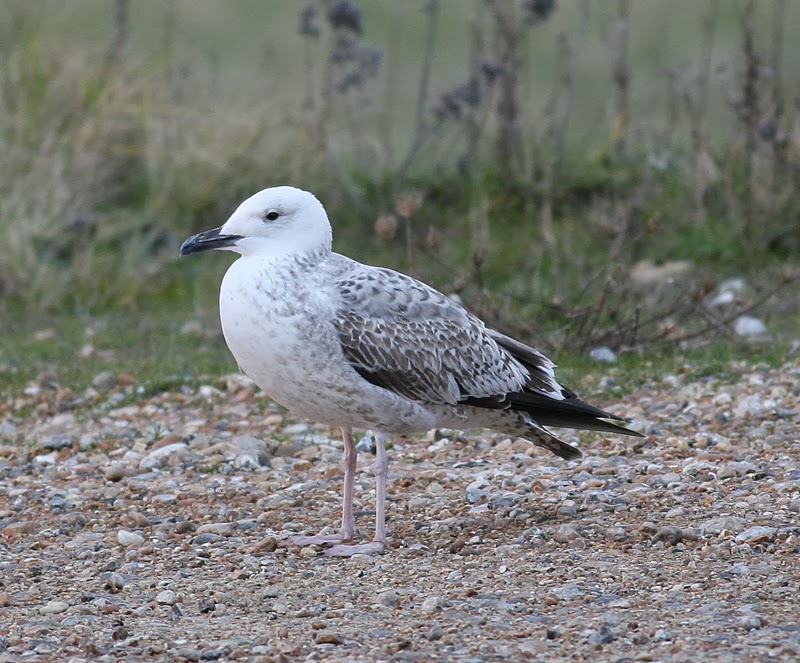 Valleybirding : 1st Winter Caspian Gull at Dungeness