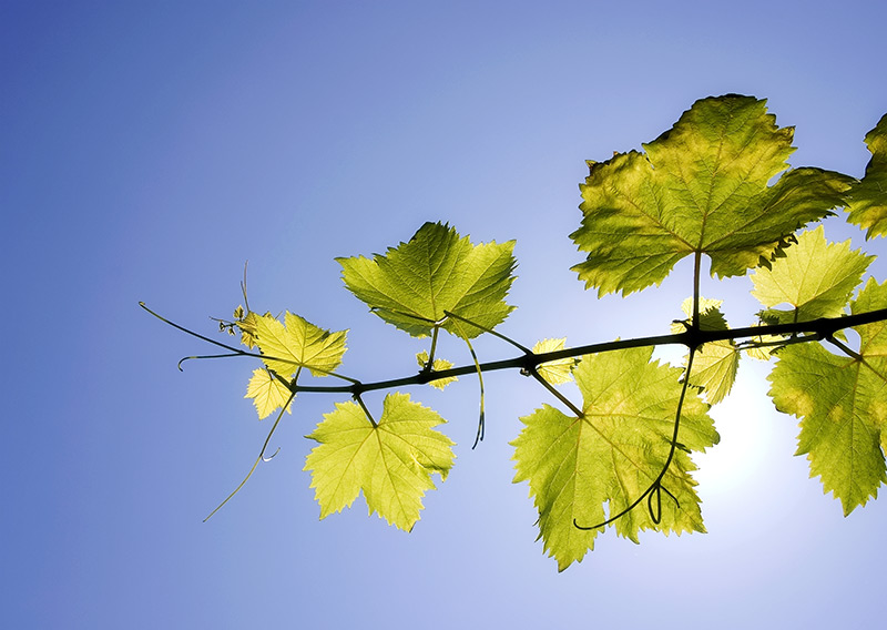 O galardão: Quero estar na Videira Verdadeira