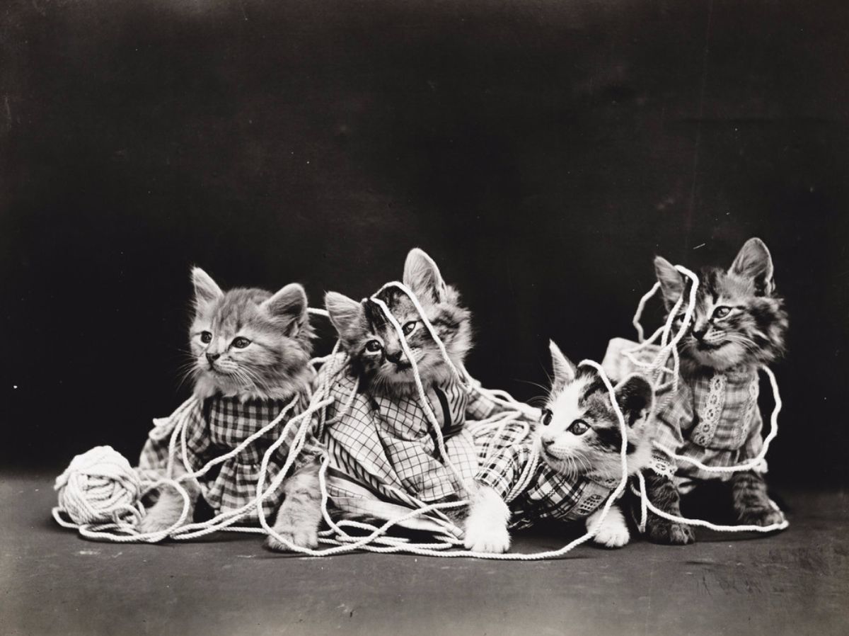 Vintage LOLcats: Adorable Old-Timey Photos of Cats Dressed As People ...