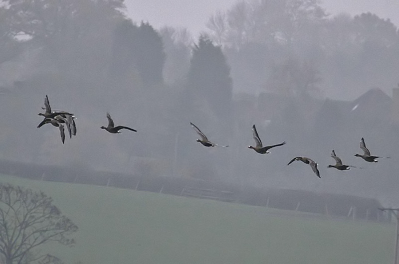 Bob the Birder: White fronted Geese and Flying Weasels